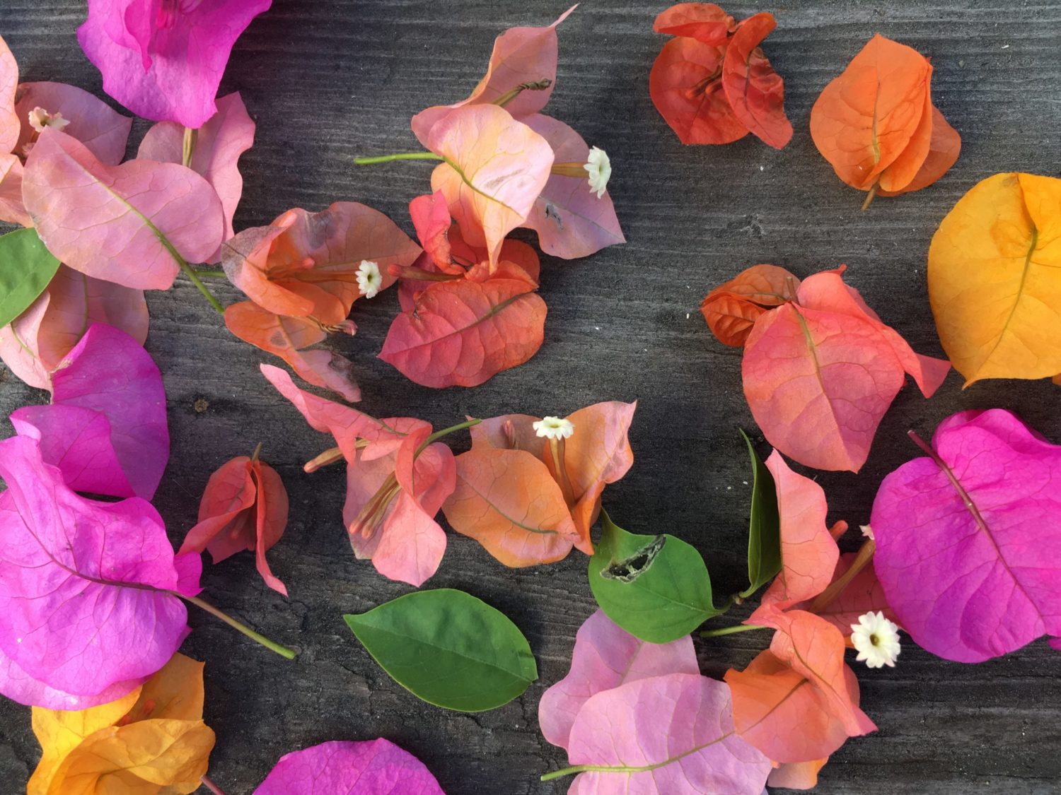 Bougainvillea Fever – Emily Wick