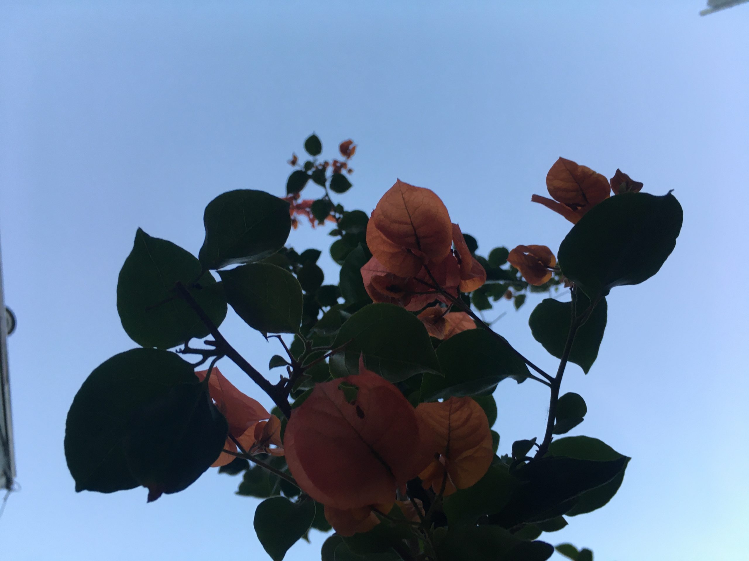 15. Bougainvillea 3 and Sky – Emily Wick